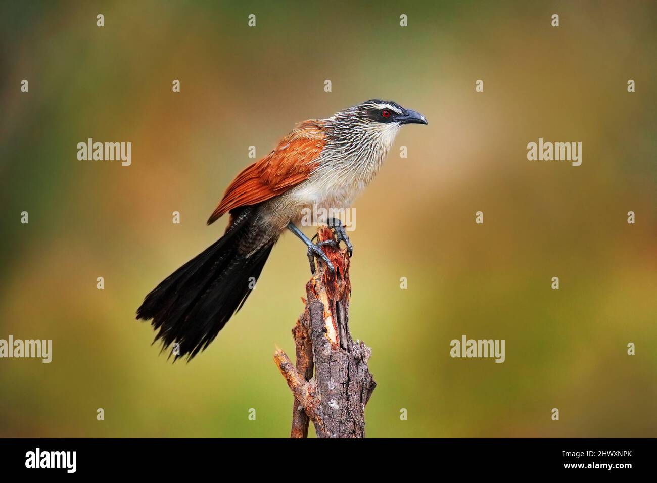 white-browed coucal or lark-heeled cuckoo,Centropus superciliosus ...