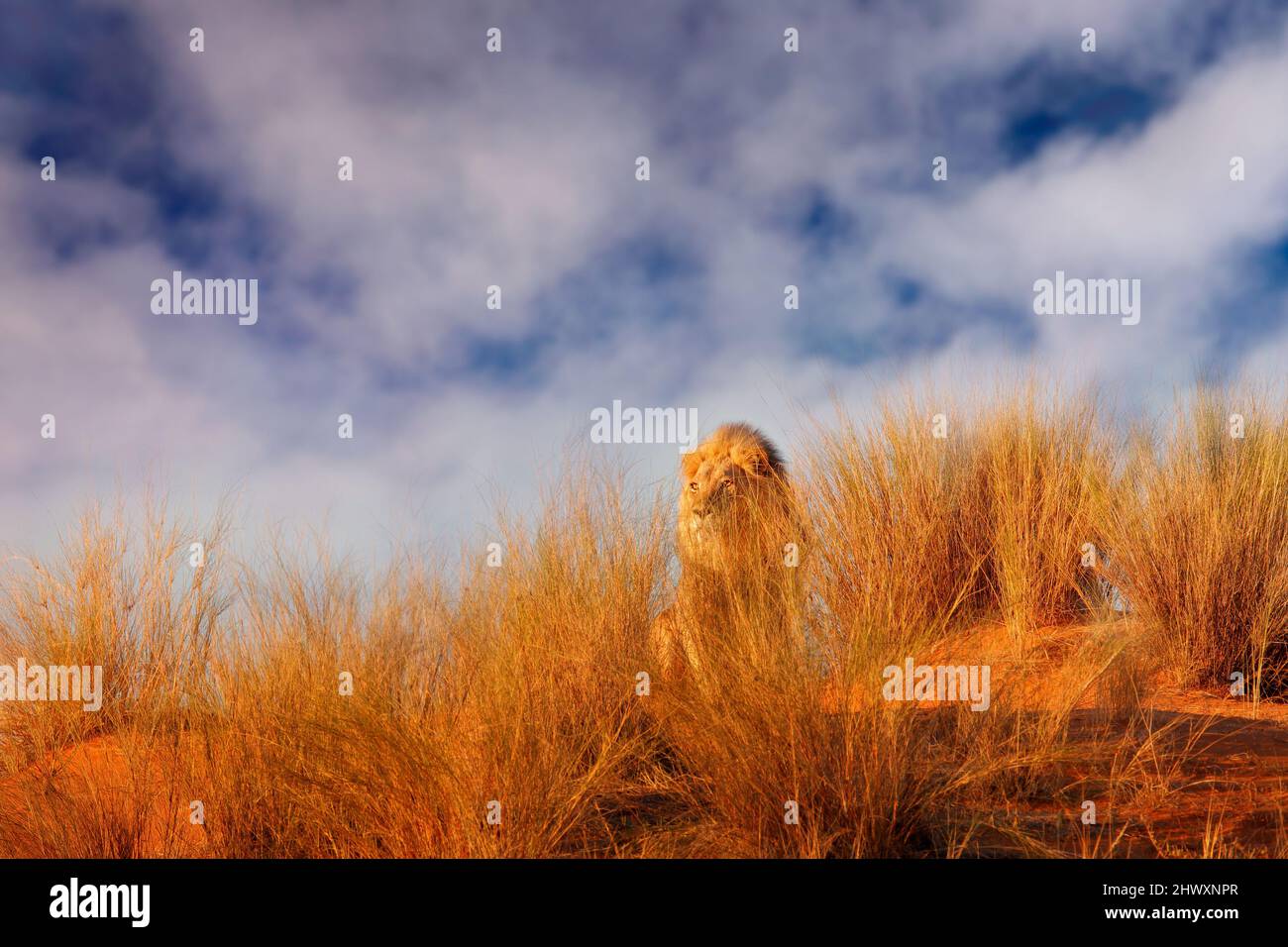 Lion in Kgalagadi sand, with grass and blue sky. Cat in dry nature ...