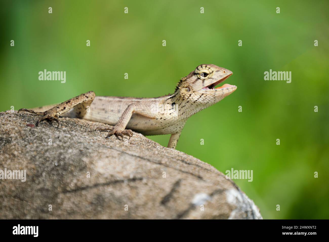 A gecko in a park in Ho Chi Minh City Stock Photo - Alamy