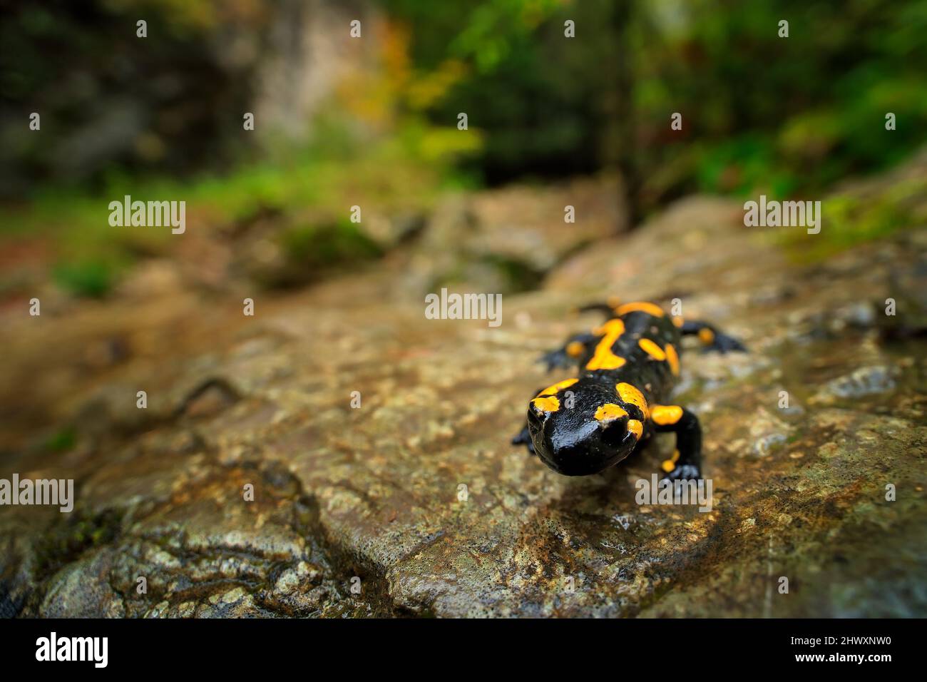 Salamander in the river habitat. Gorgeous Fire Salamander, Salamandra ...