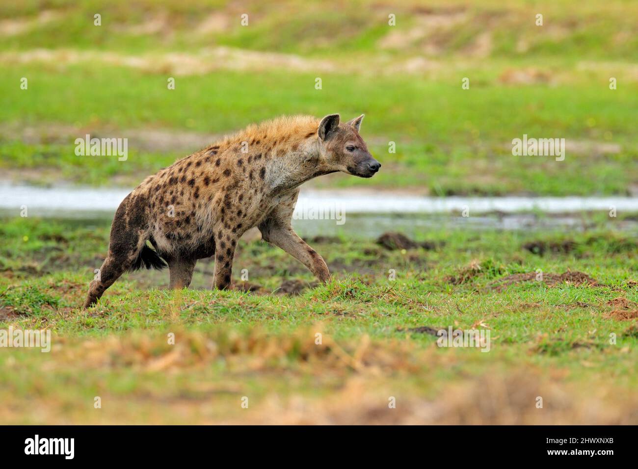 Angry hyena hi-res stock photography and images - Alamy