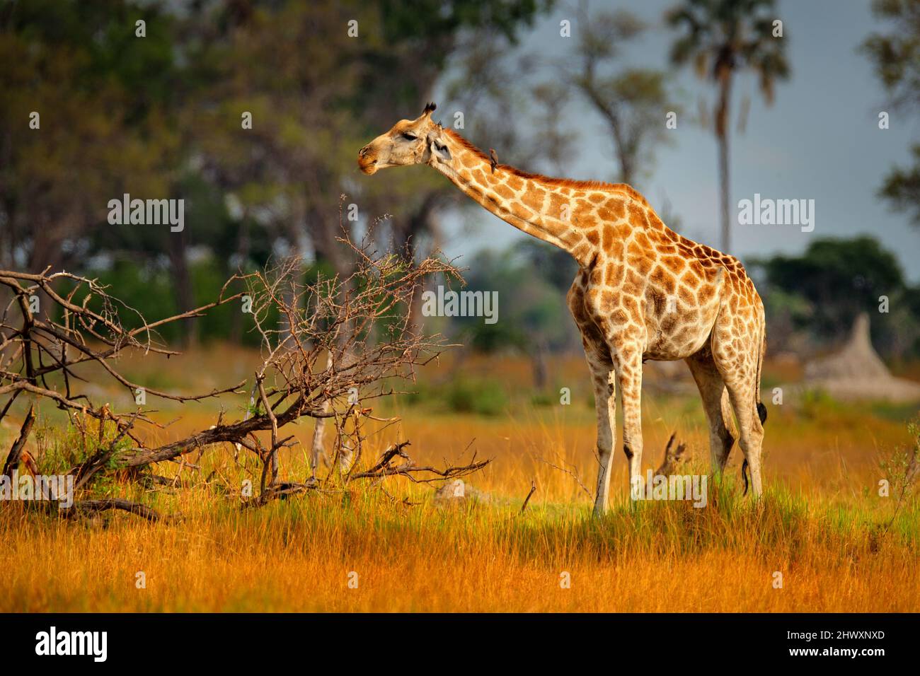 Giraffe hidden by tree hi-res stock photography and images - Alamy