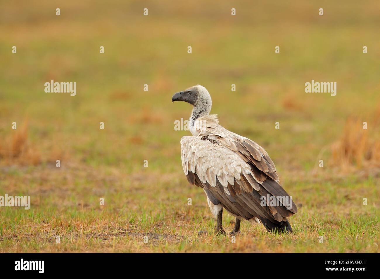 Vultures with bull carcass. White-backed vulture, Gyps africanus, in ...