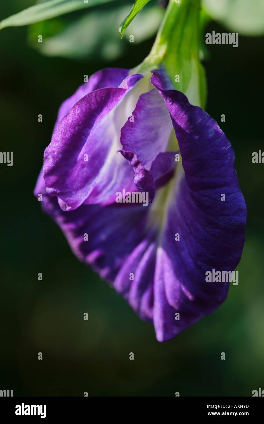 Butterfly pea hi-res stock photography and images - Alamy