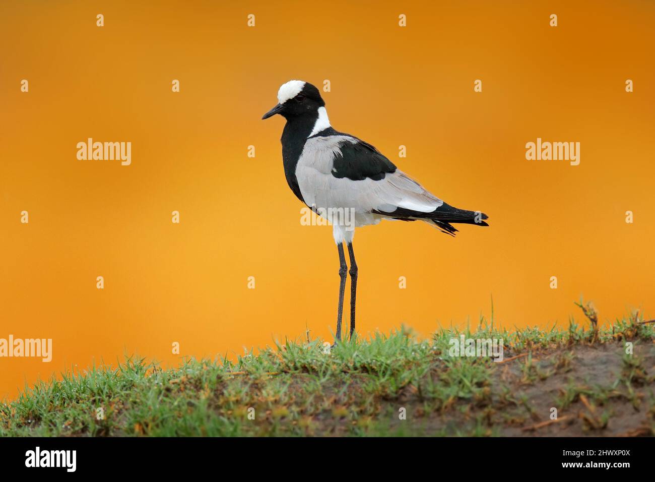 Blacksmith lapwing or blacksmith plover, Vanellus armatus, bird in ...