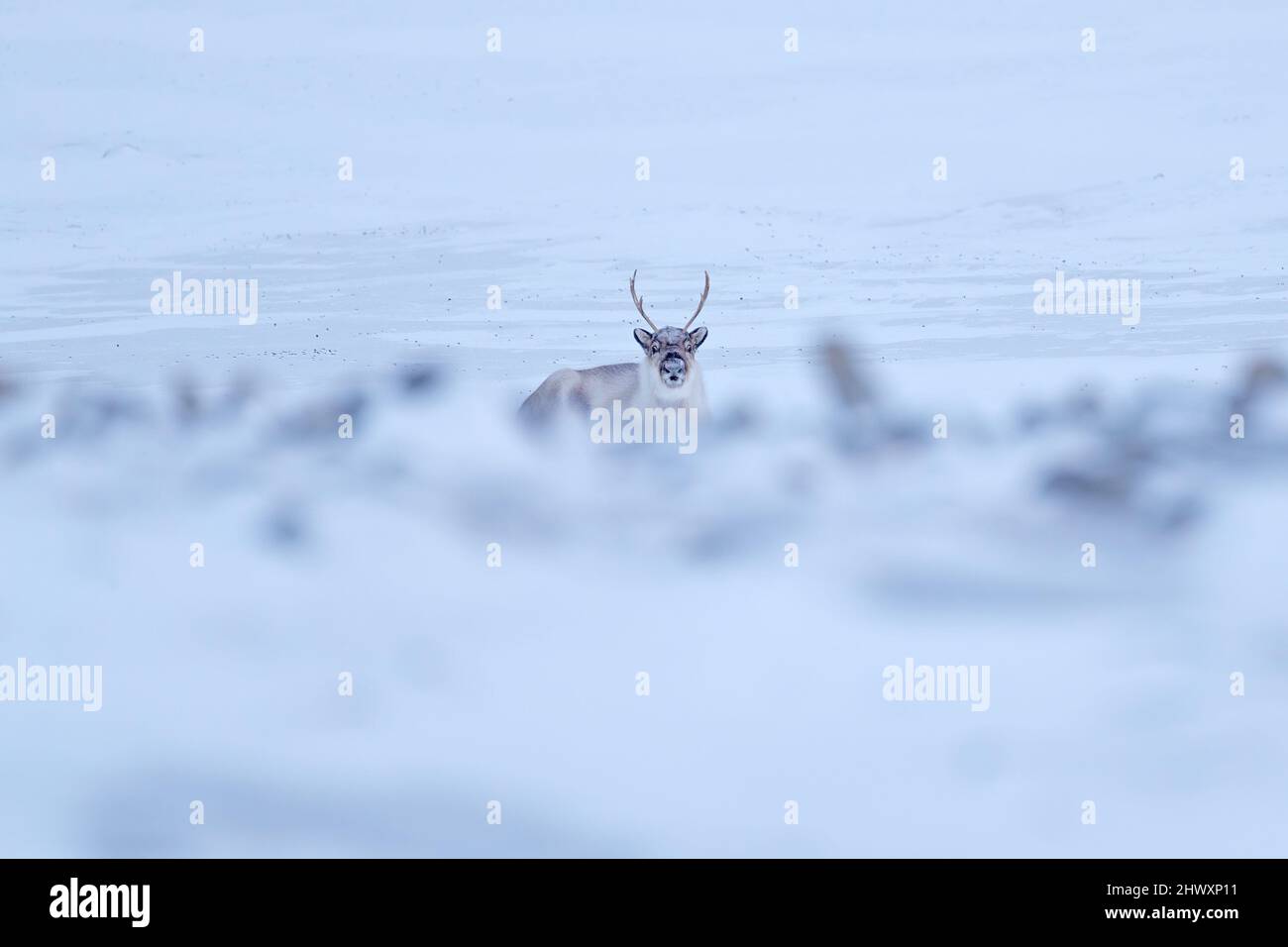 Wild Reindeer, Rangifer tarandus, with massive antlers in snow ...