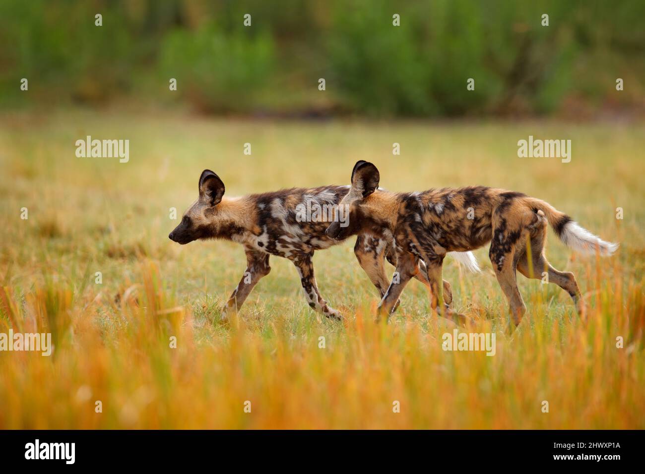 Painted hunting dog on African safari. Wildlife scene from nature ...