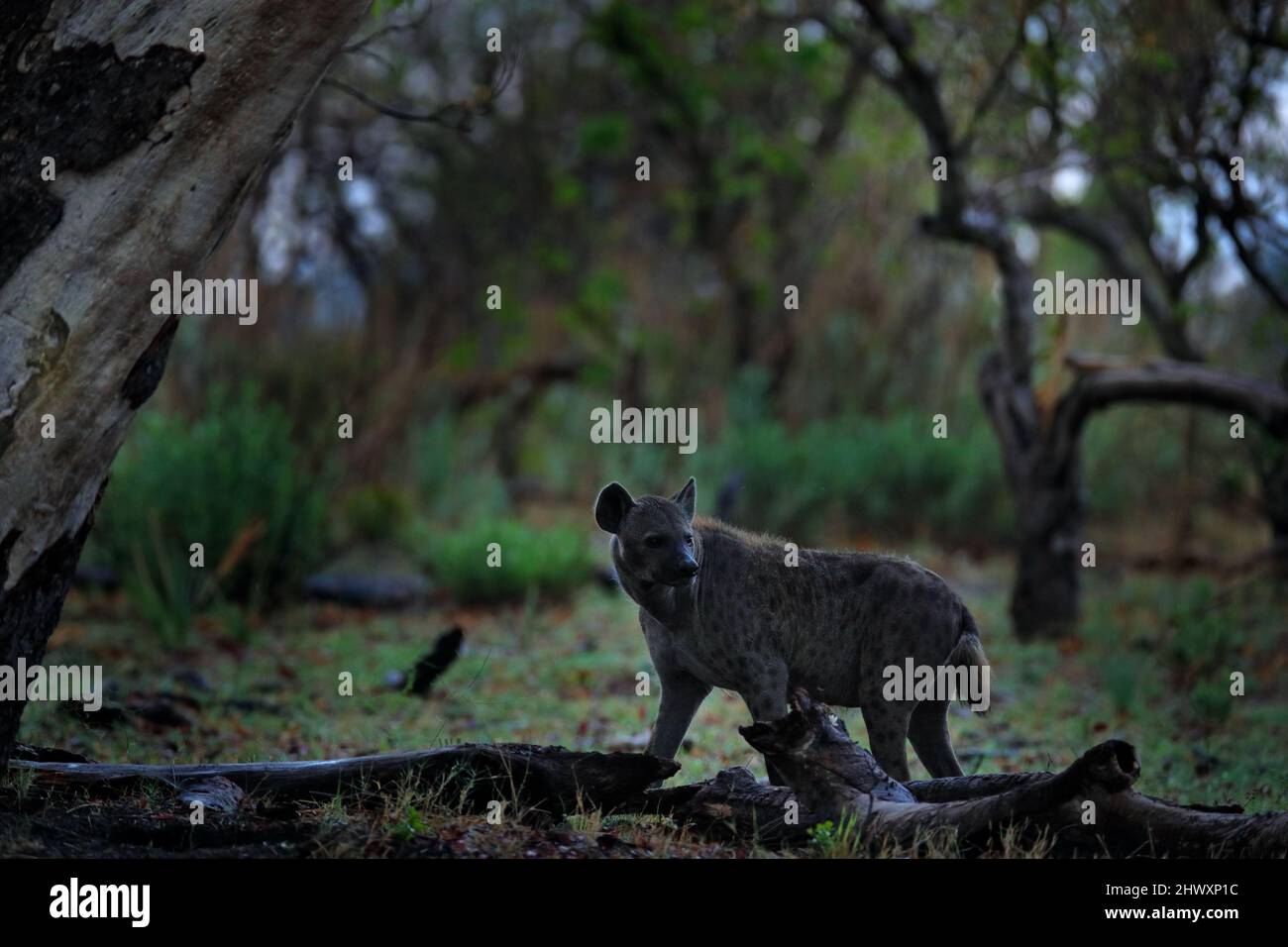 Hyena, dark forest. Spotted hyena, Crocuta crocuta, angry animal near ...