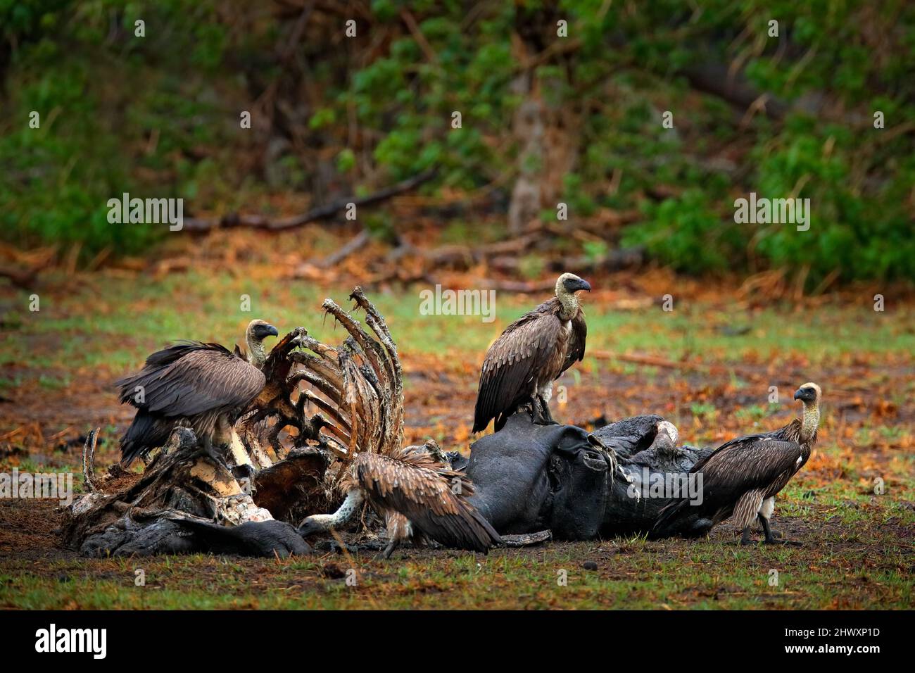 Hippo carcass with vultures. White-backed vulture, Gyps africanus, in ...