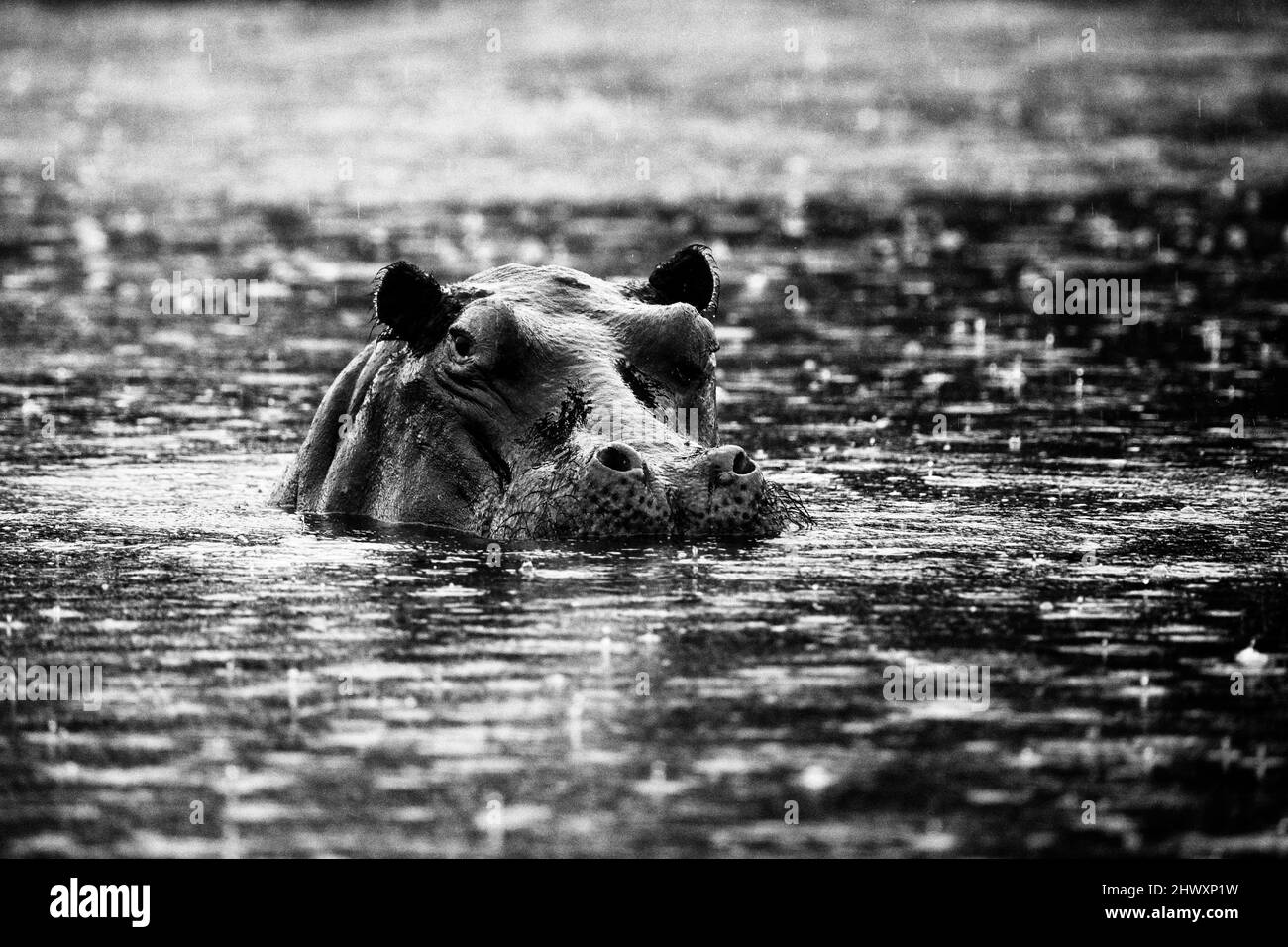 Africa - black and white art. Hippo in the water during rain. Wildlife ...