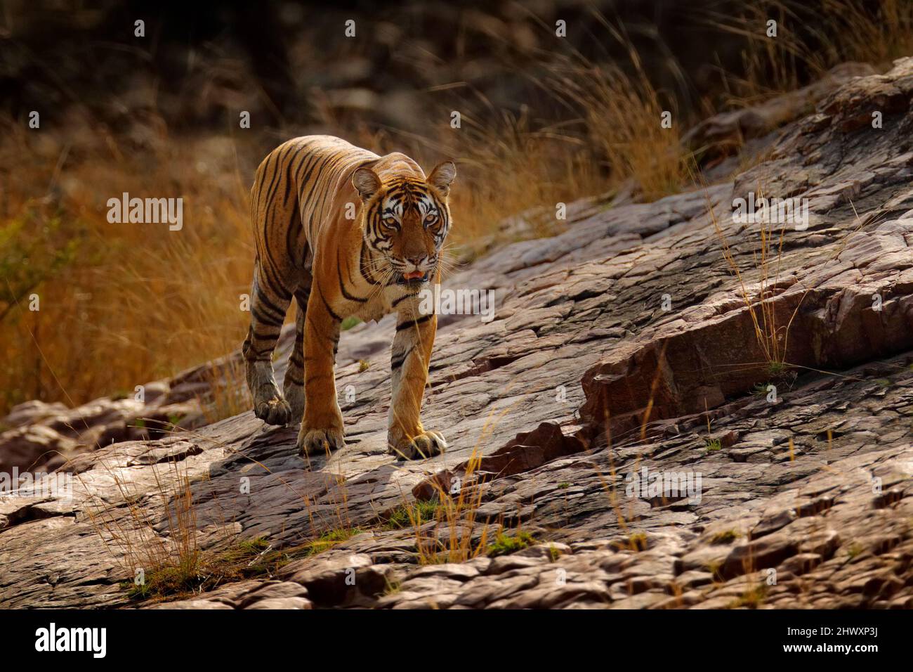 Indian tiger, wild animal in the nature habitat, Ranthambore NP, India ...