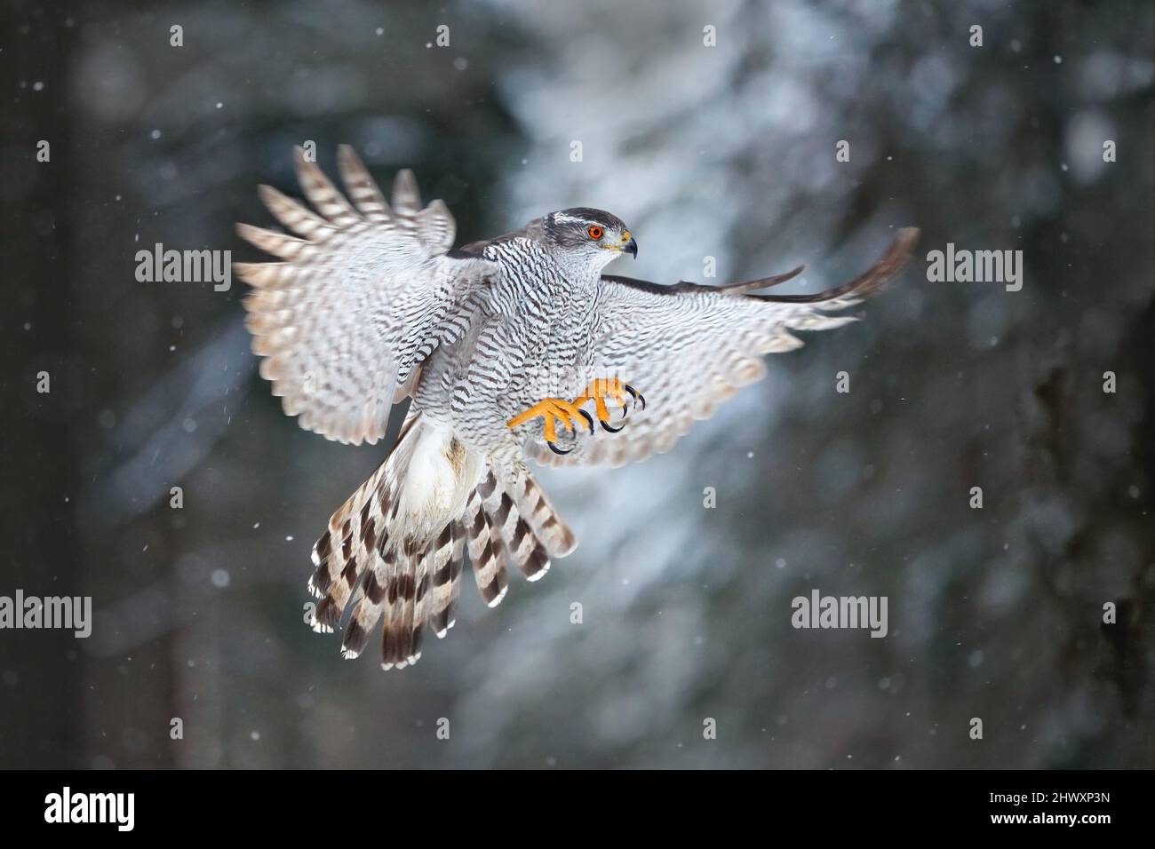 Goshawk flight, Germany. Northern Goshawk landing on spruce tree during ...