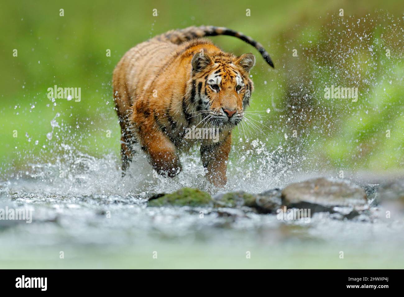 Amur tiger running in the water, Siberia. Dangerous animal, tajga ...