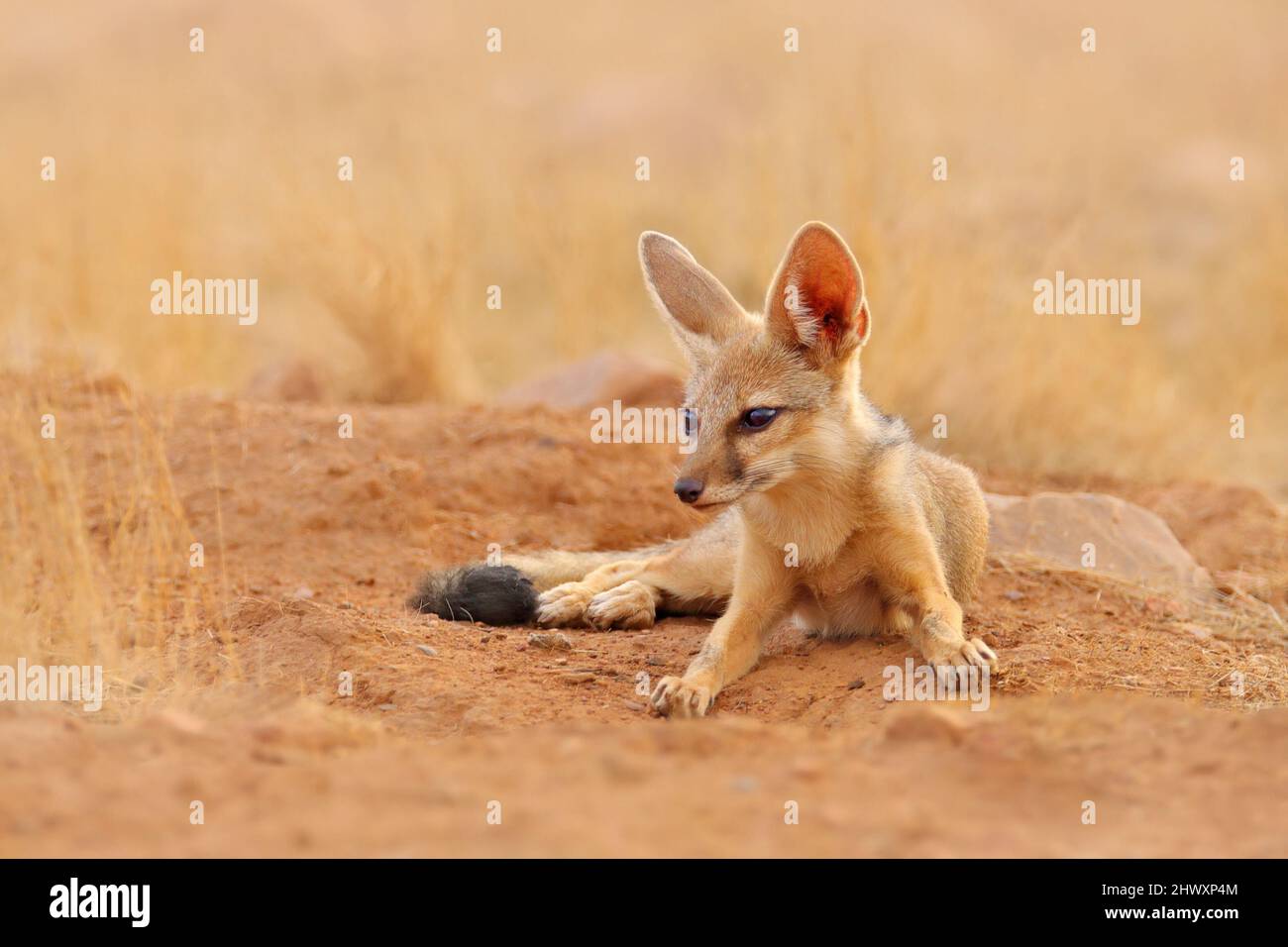 Indian Fox, Vulpes bengalensis, Ranthambore National Park, India. Wild ...