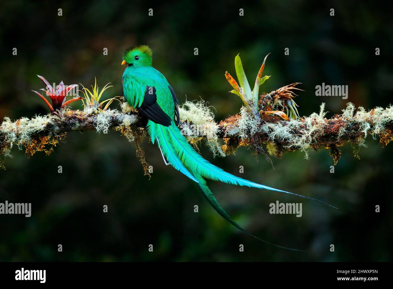 Quetzal, Pharomachrus mocinno, from nature Costa Rica with pink flower ...
