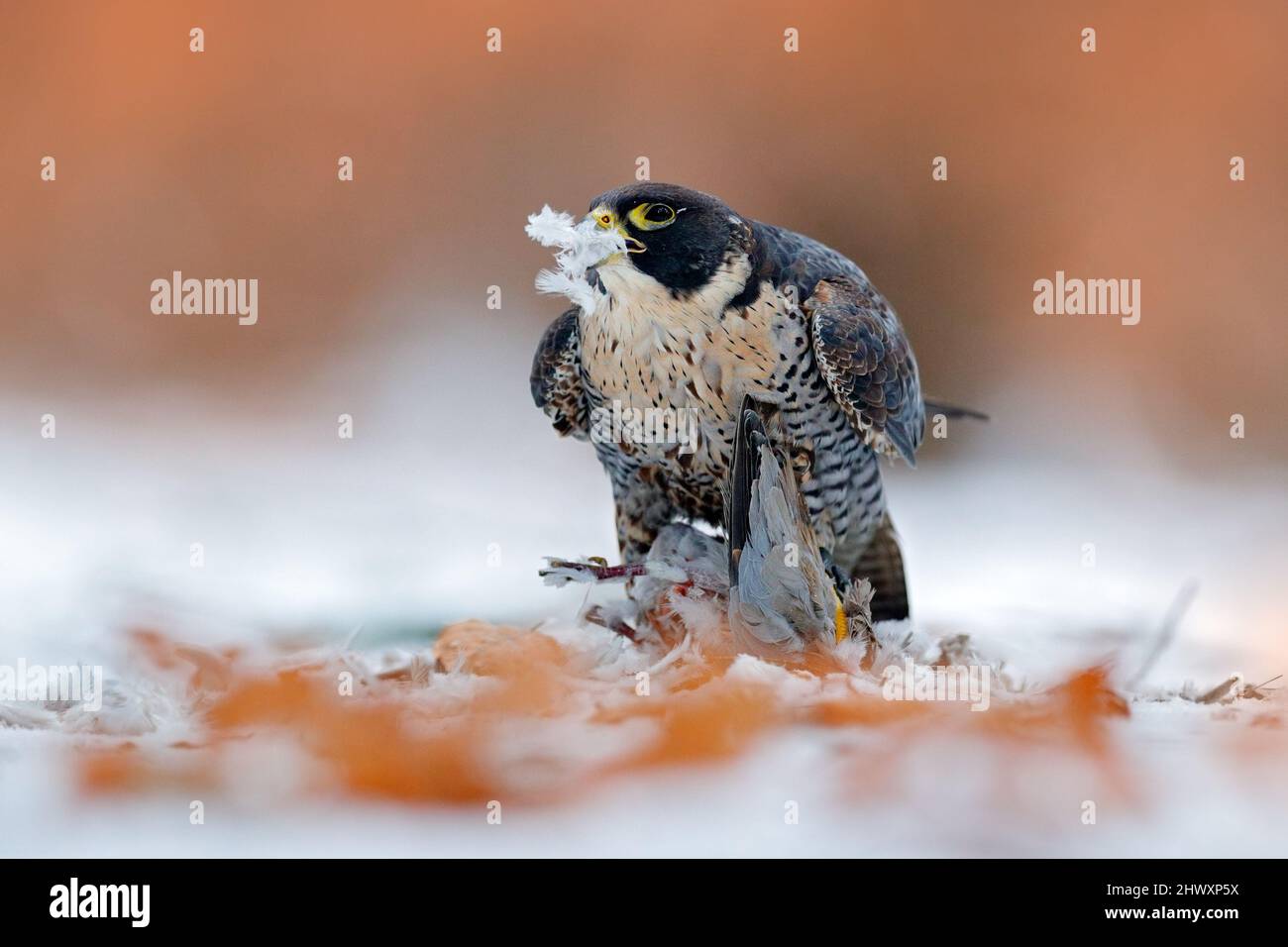 Peregrine Falcon, bird of prey sitting in the snow with catch during ...