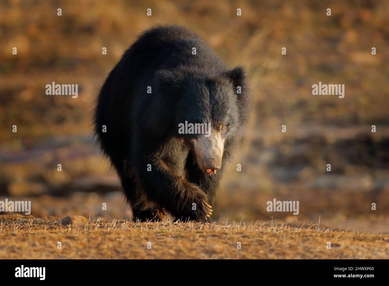 India wildlife. Sloth bear, Melursus ursinus, Ranthambore National Park ...