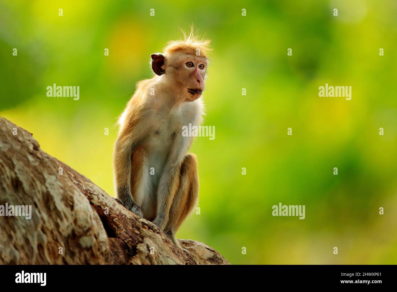 Toque macaque, Macaca sinica, monkey with evening sun, sitting on zhe ...