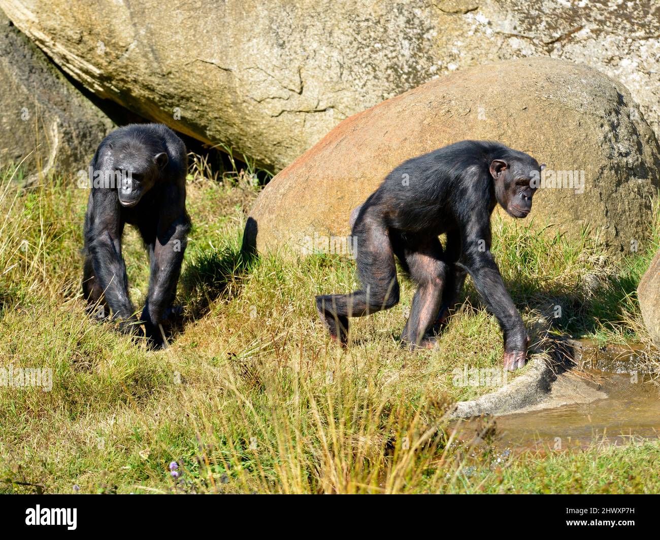 Primate walking hi-res stock photography and images - Alamy