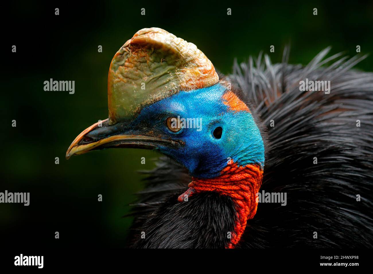 Cassowary, detail portrait of Southern cassowary, Casuarius casuarius ...