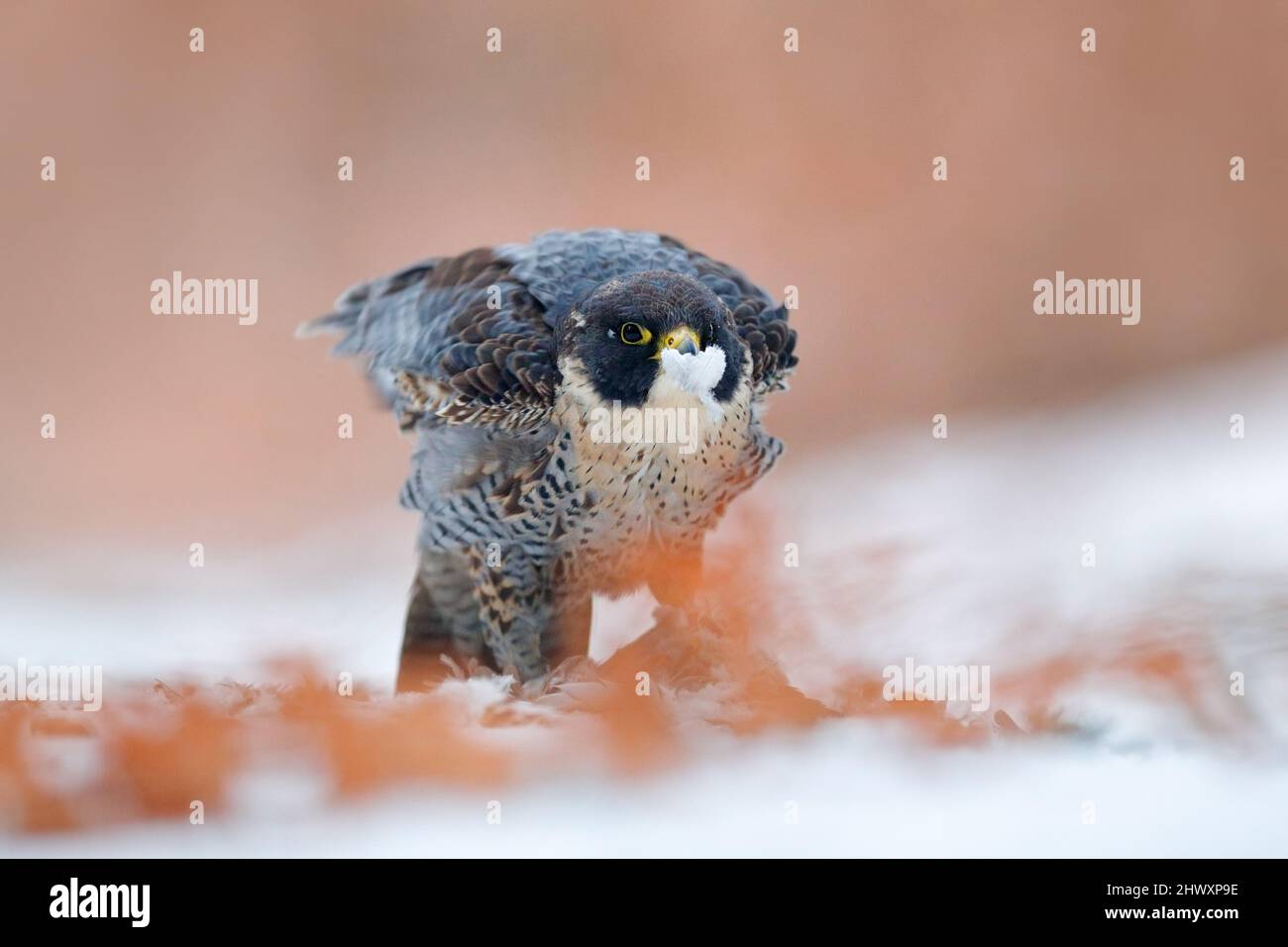 Peregrine Falcon, bird of prey sitting in the snow with catch during ...