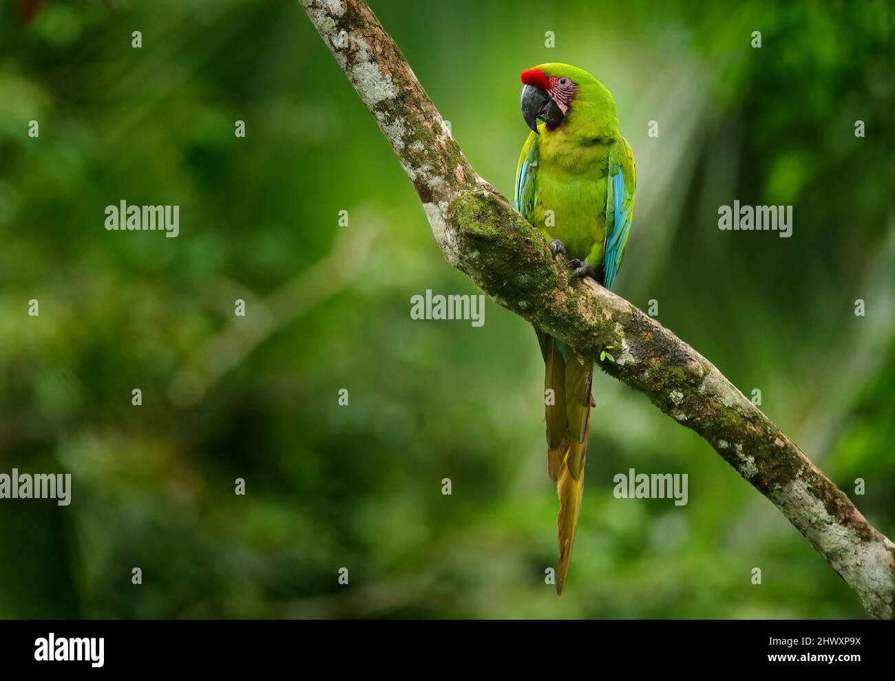 Costa Rica wildlife. Ara ambigua, green parrot Great-Green Macaw on ...