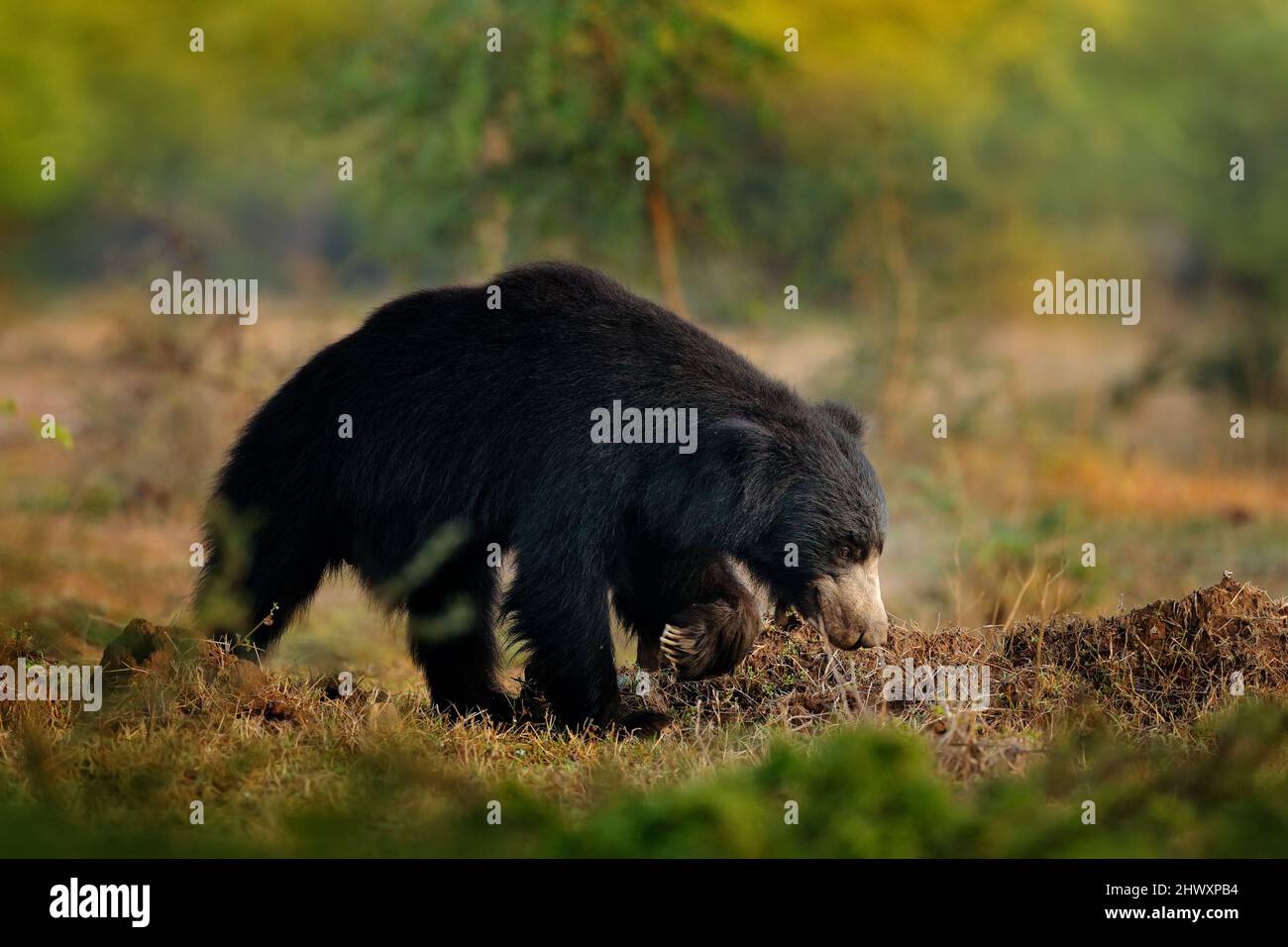 India wildlife. Sloth bear, Melursus ursinus, Ranthambore National Park ...