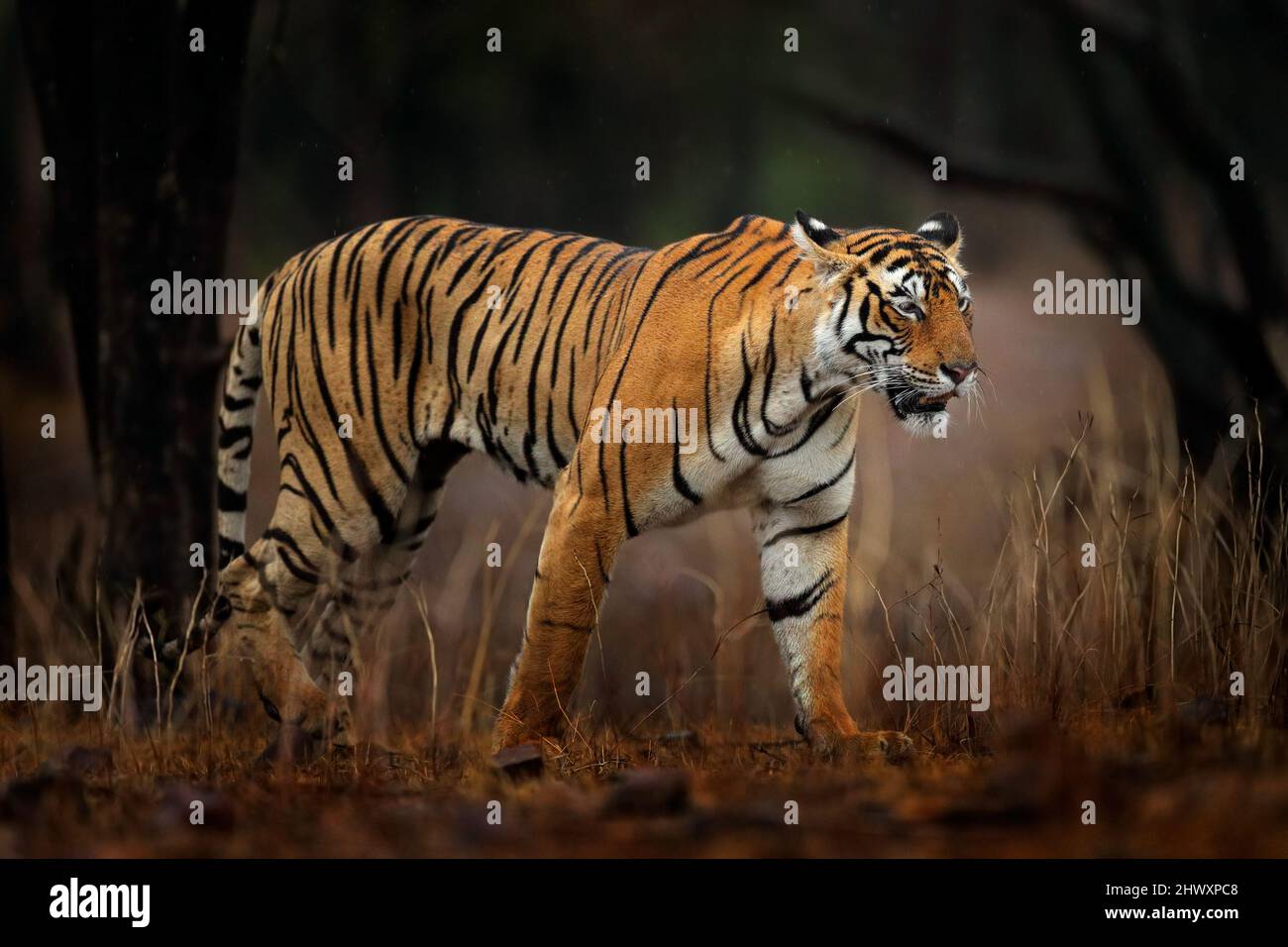 Indian tiger, wild animal in the nature habitat, Ranthambore NP, India ...