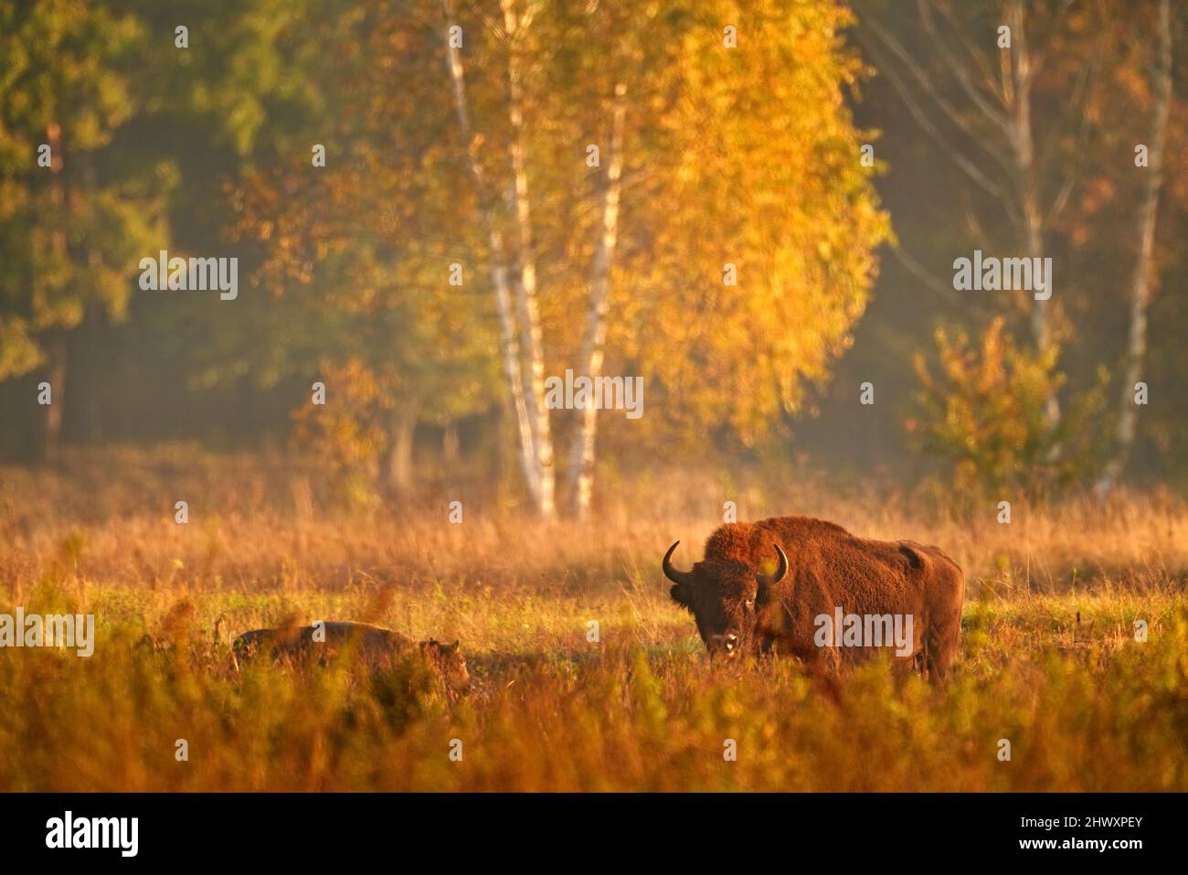 Bison herd in the autumn forest, sunny scene with big brown animal in ...