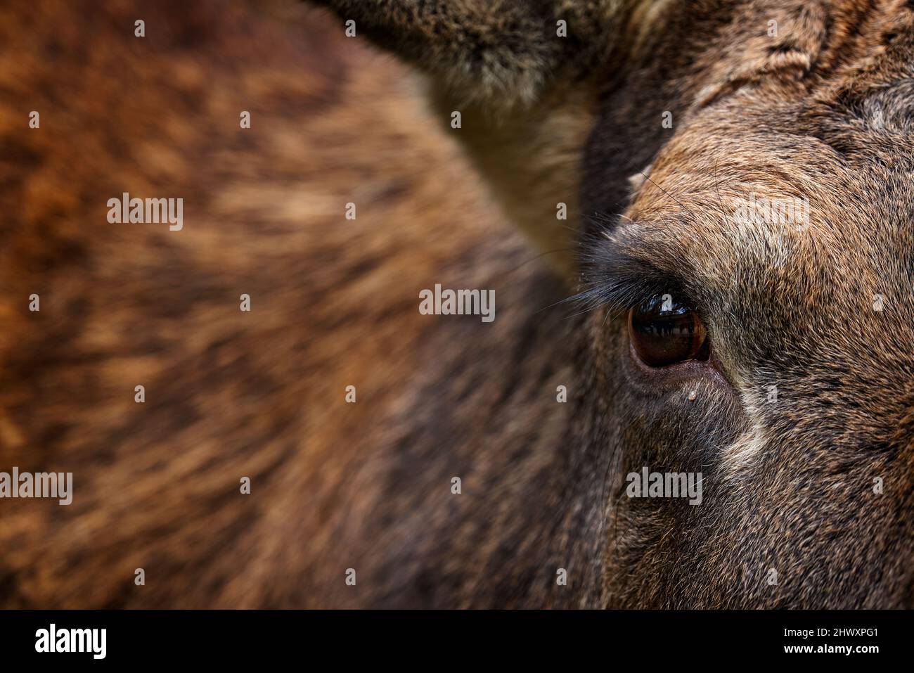 Eye close-up detail portrait of elk or Moose, Alces alces in the dark ...