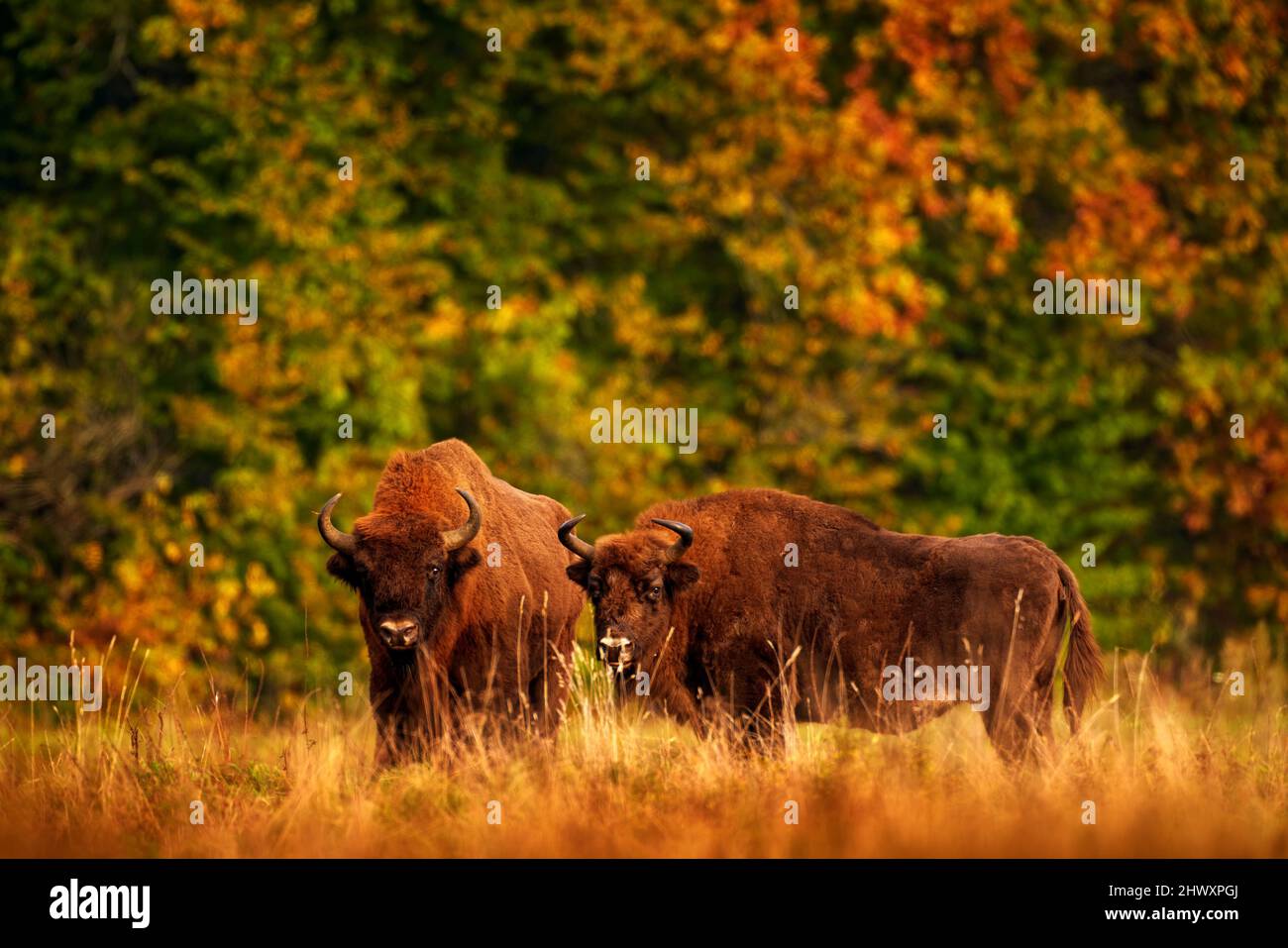 Bison herd in the autumn forest, sunny scene with big brown animal in ...