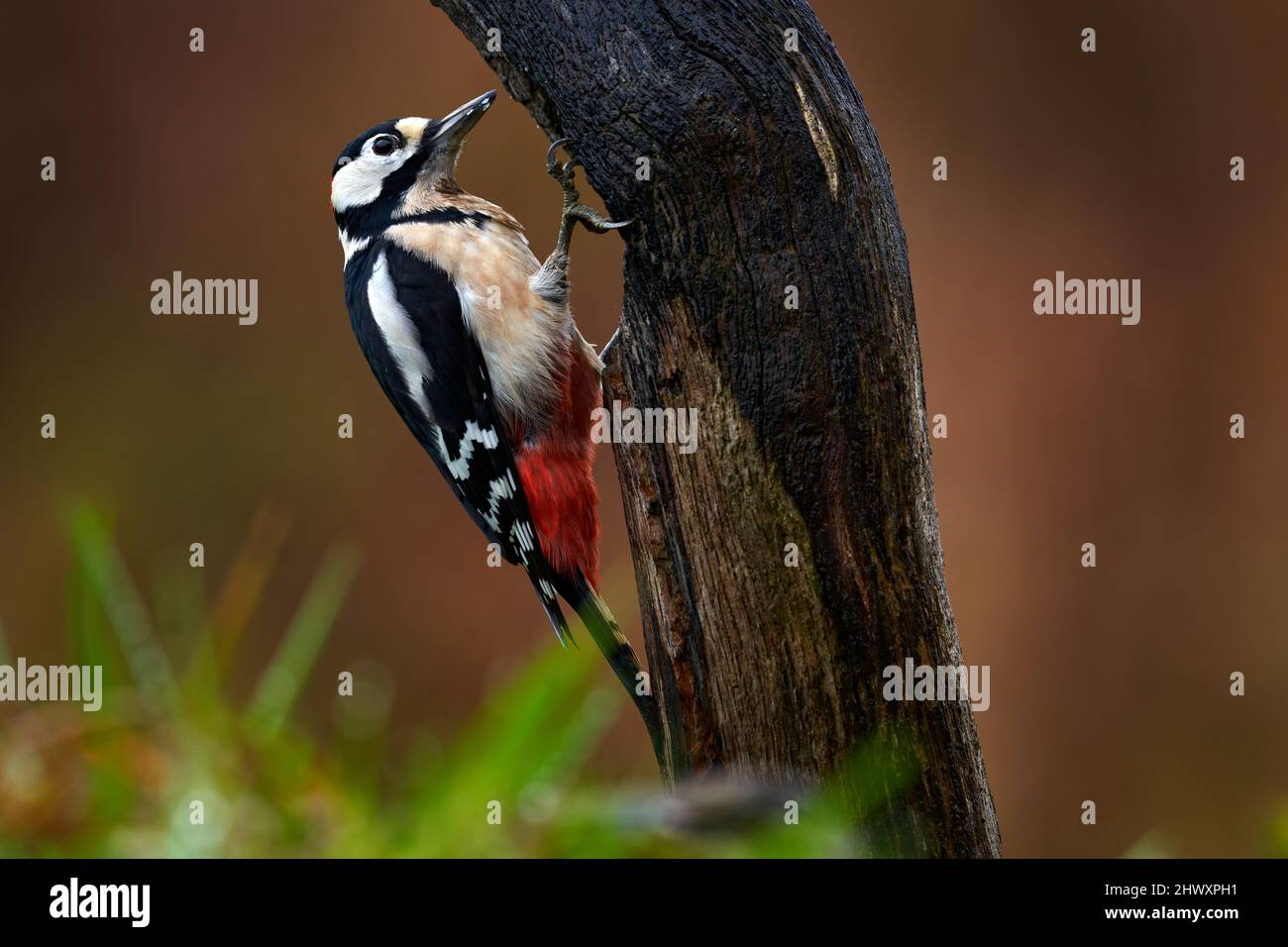 Great Spotted Woodpecker, detail close-up portrait of birds head with ...