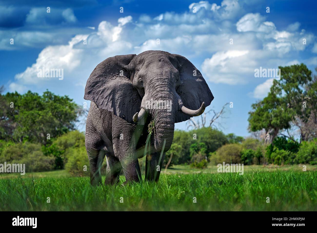 Okavango delta, wild elephant. Wildlife scene from nature, elephant in ...