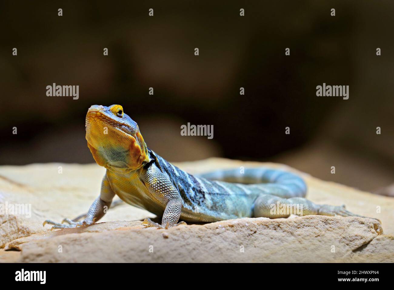 Venomous poison poisonous lizard hi-res stock photography and images ...