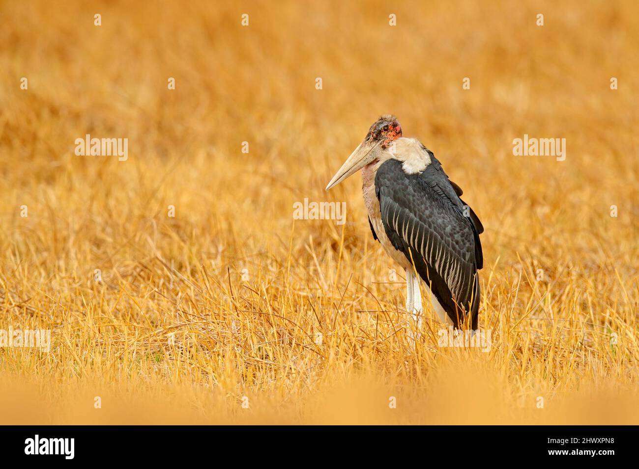 Marabou stork, Leptoptilos crumenifer, evening light, Okavango delta ...