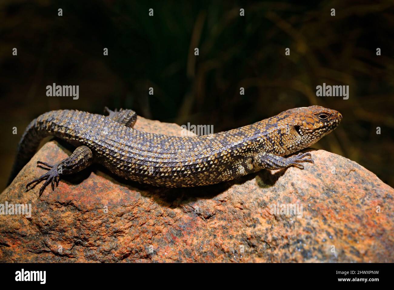 Egernia cunninghami, Cunningham's spiny-tailed skink, large lizard ...