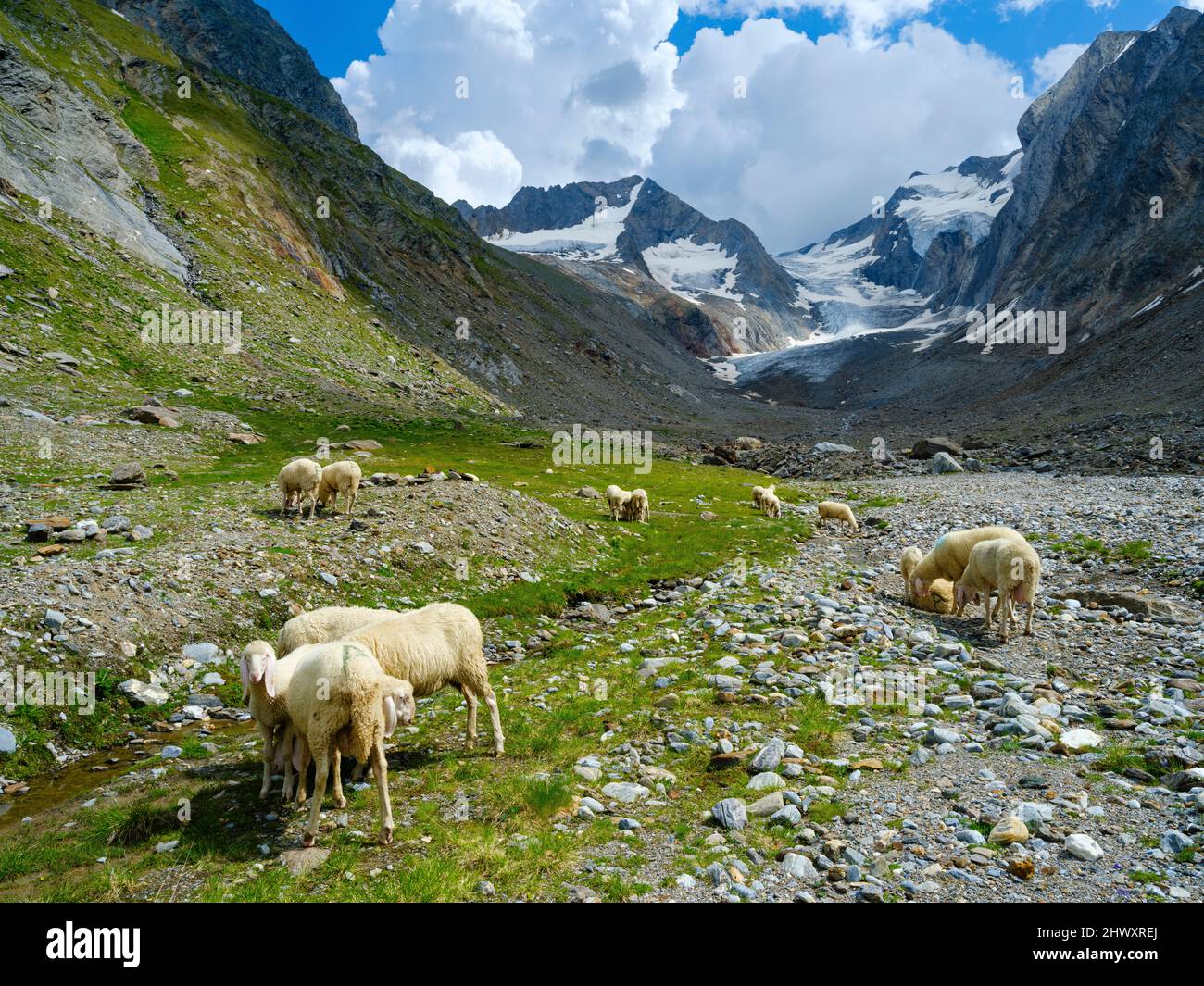 Tiroler Bergschaf (Tyrolean Mountain Sheep also called Pecora Alina ...