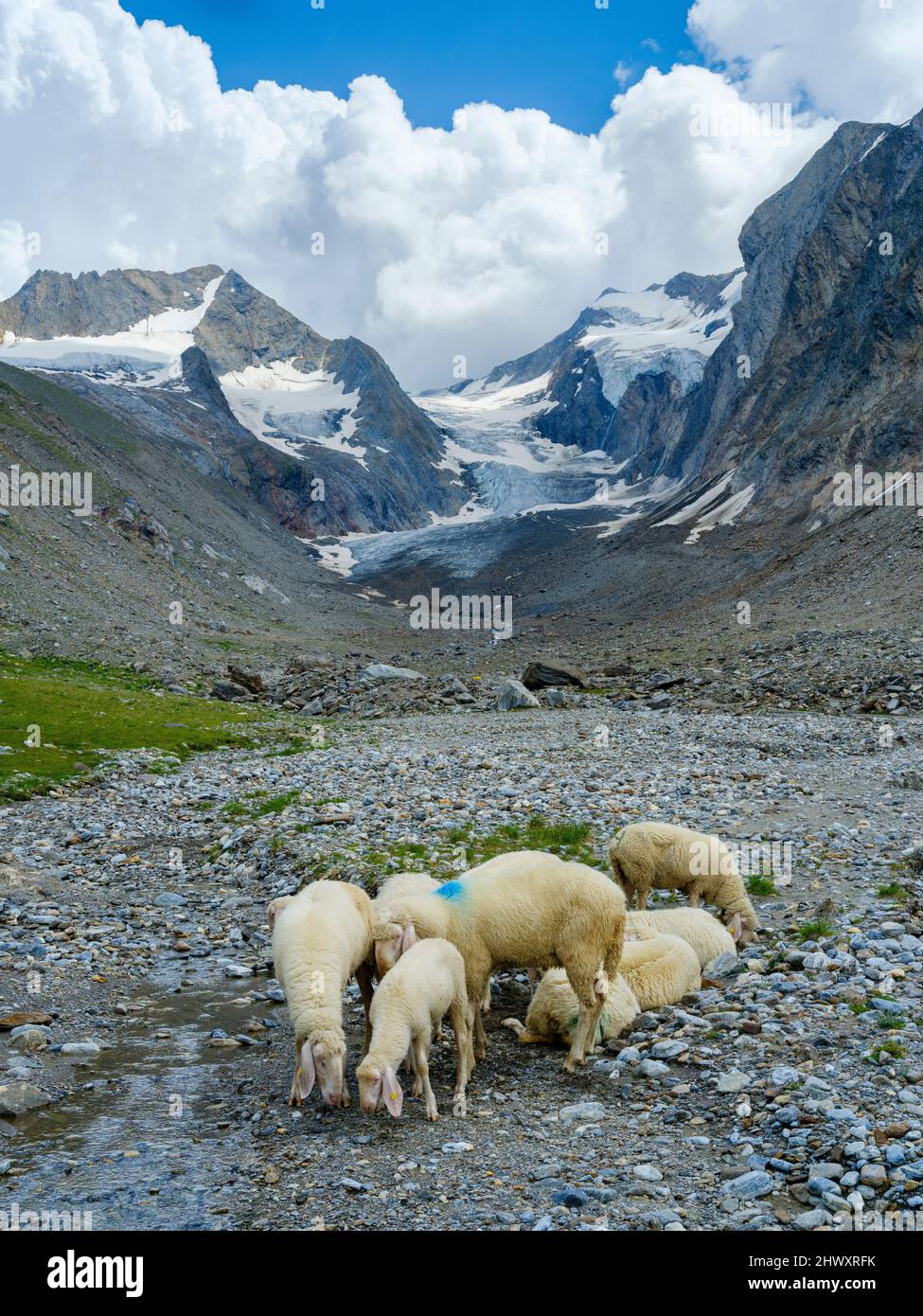 Tiroler Bergschaf (Tyrolean Mountain Sheep also called Pecora Alina ...