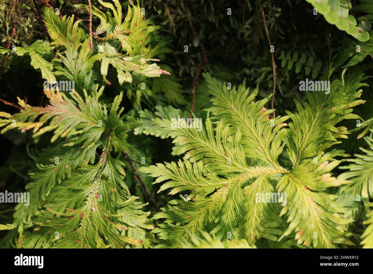 Beautiful bright green ferns growing in the summer meadow Stock Photo ...