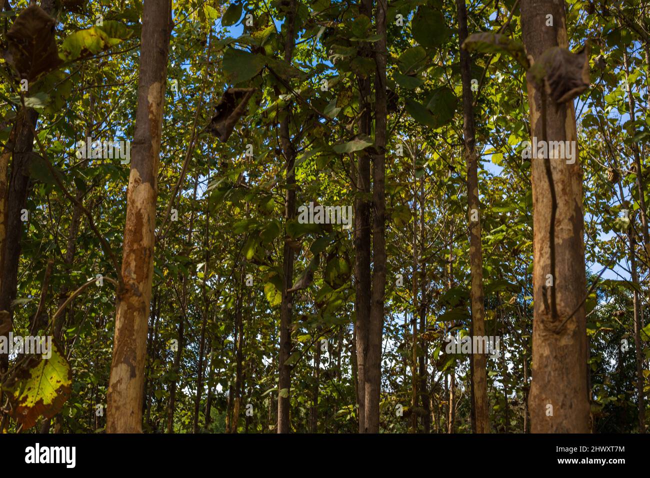 Teak tree green tropical forest lumber industry Stock Photo - Alamy