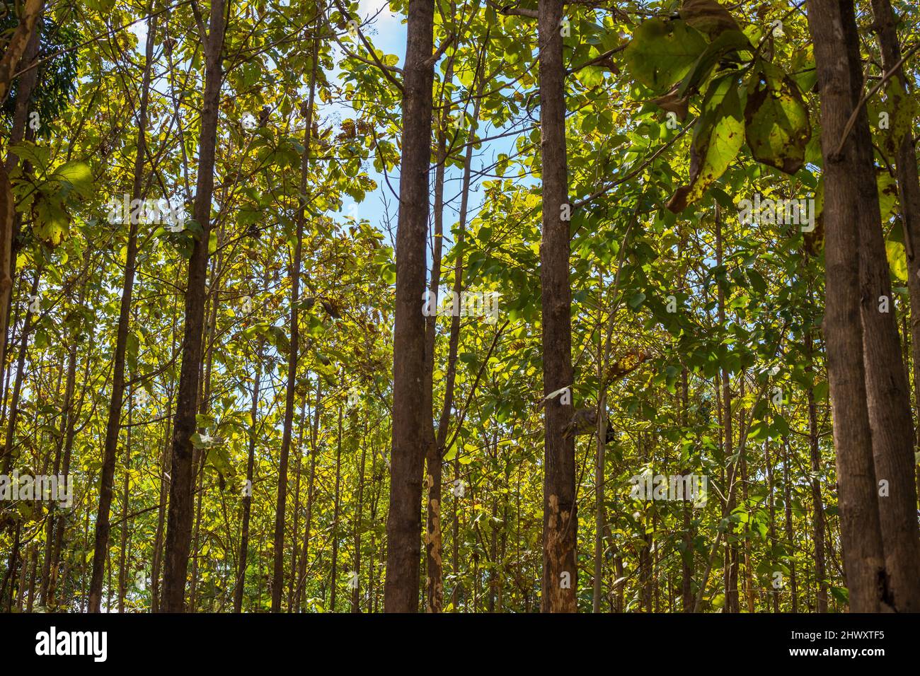 Teak tree green tropical forest lumber industry Stock Photo - Alamy