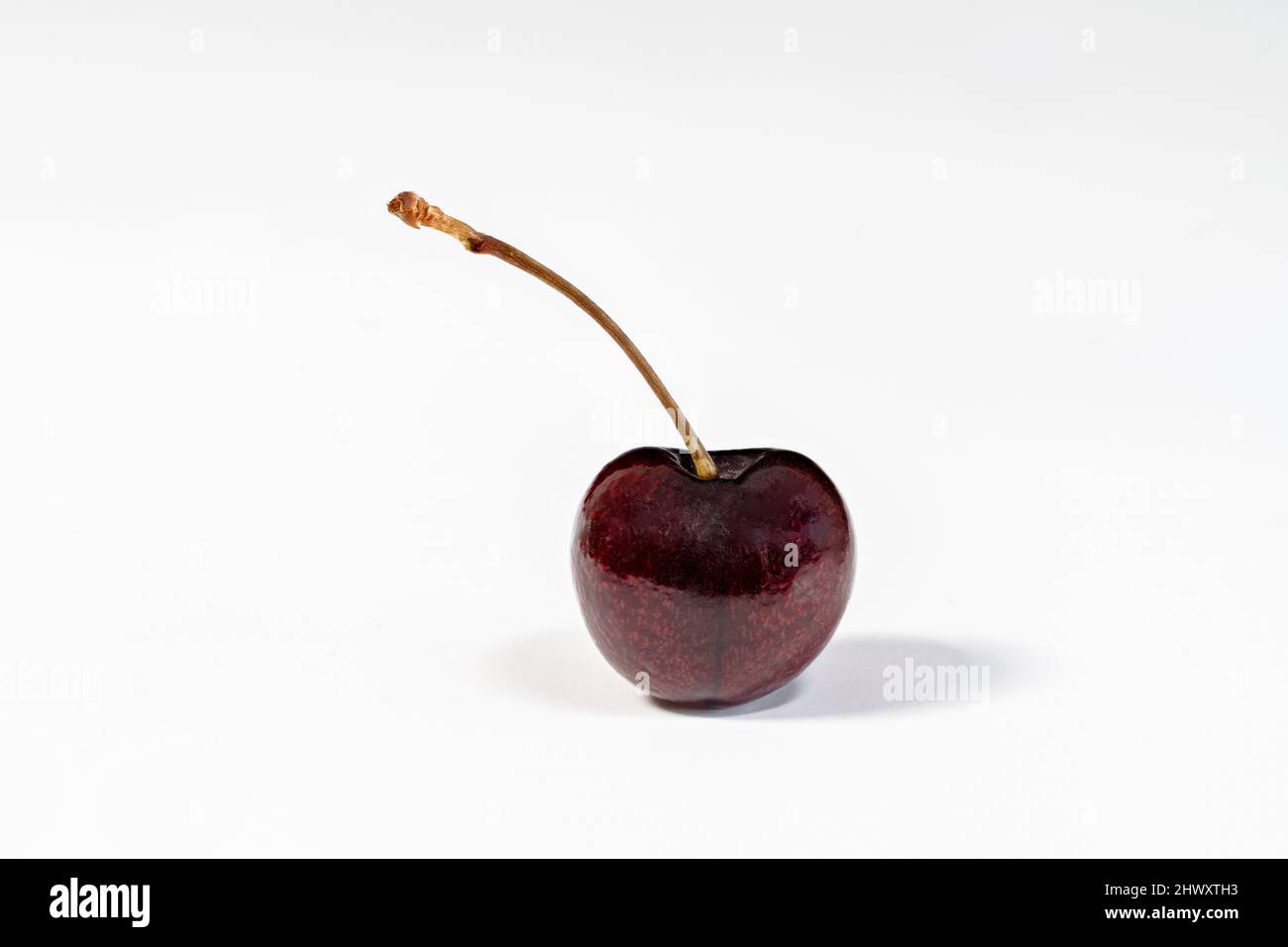 A solitary fresh Black Cherries and stalk, (so called even though they ...