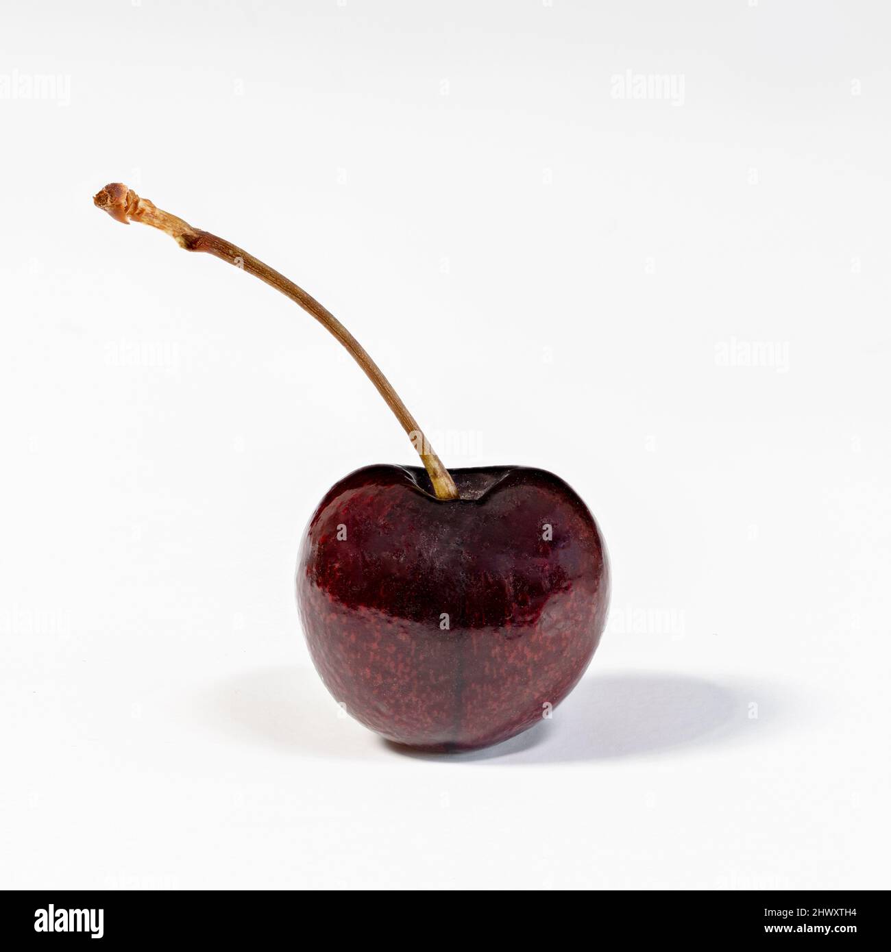A solitary fresh Black Cherries and stalk, (so called even though they ...
