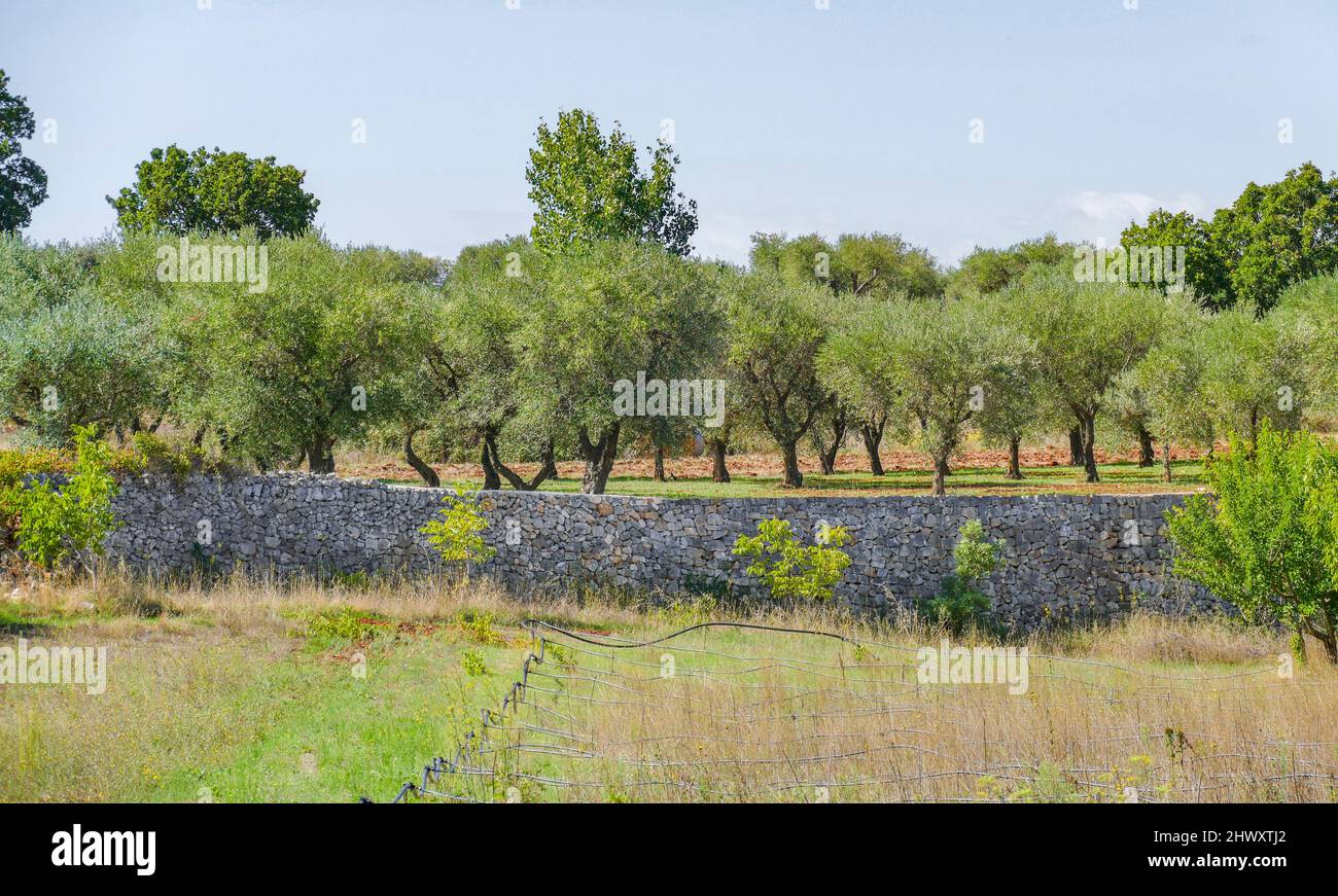 Olive plantation seen in Apulia in Southern Italy Stock Photo - Alamy