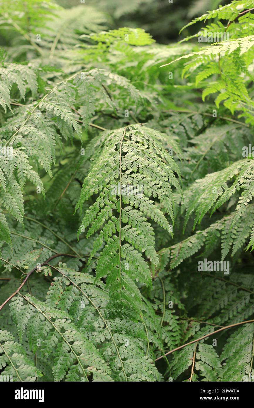 Elegant ferns hi-res stock photography and images - Alamy