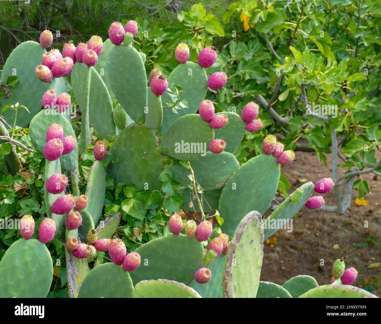 Prickly pear cactus with fruits seen in Apulia, Italy Stock Photo - Alamy