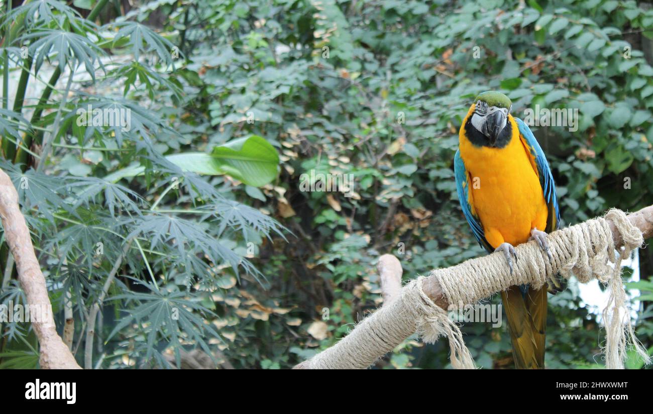 A curious blue and gold macaw Stock Photo - Alamy