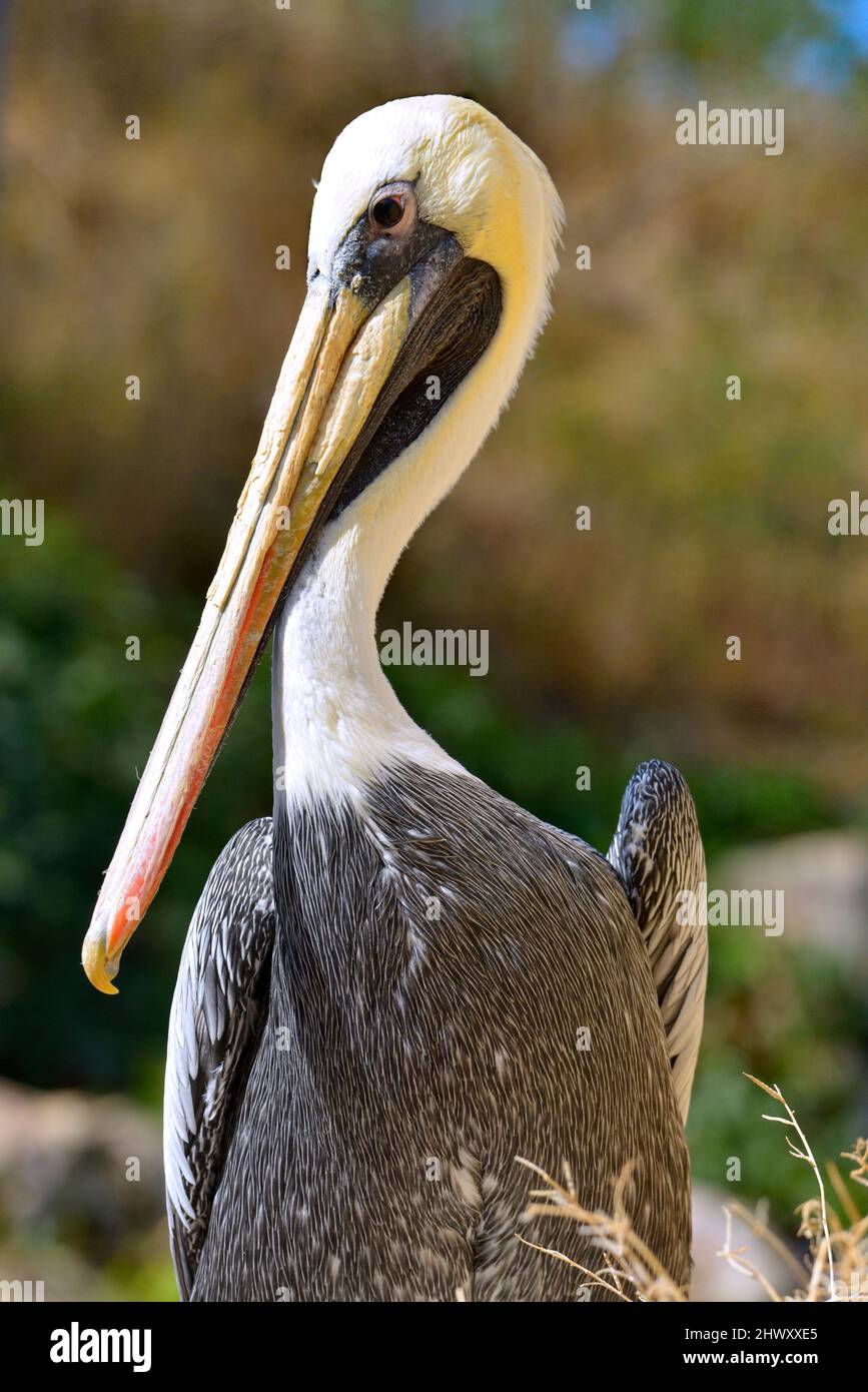 Portrait of Peruvian pelican (Pelecanus thagus) seen from front Stock ...