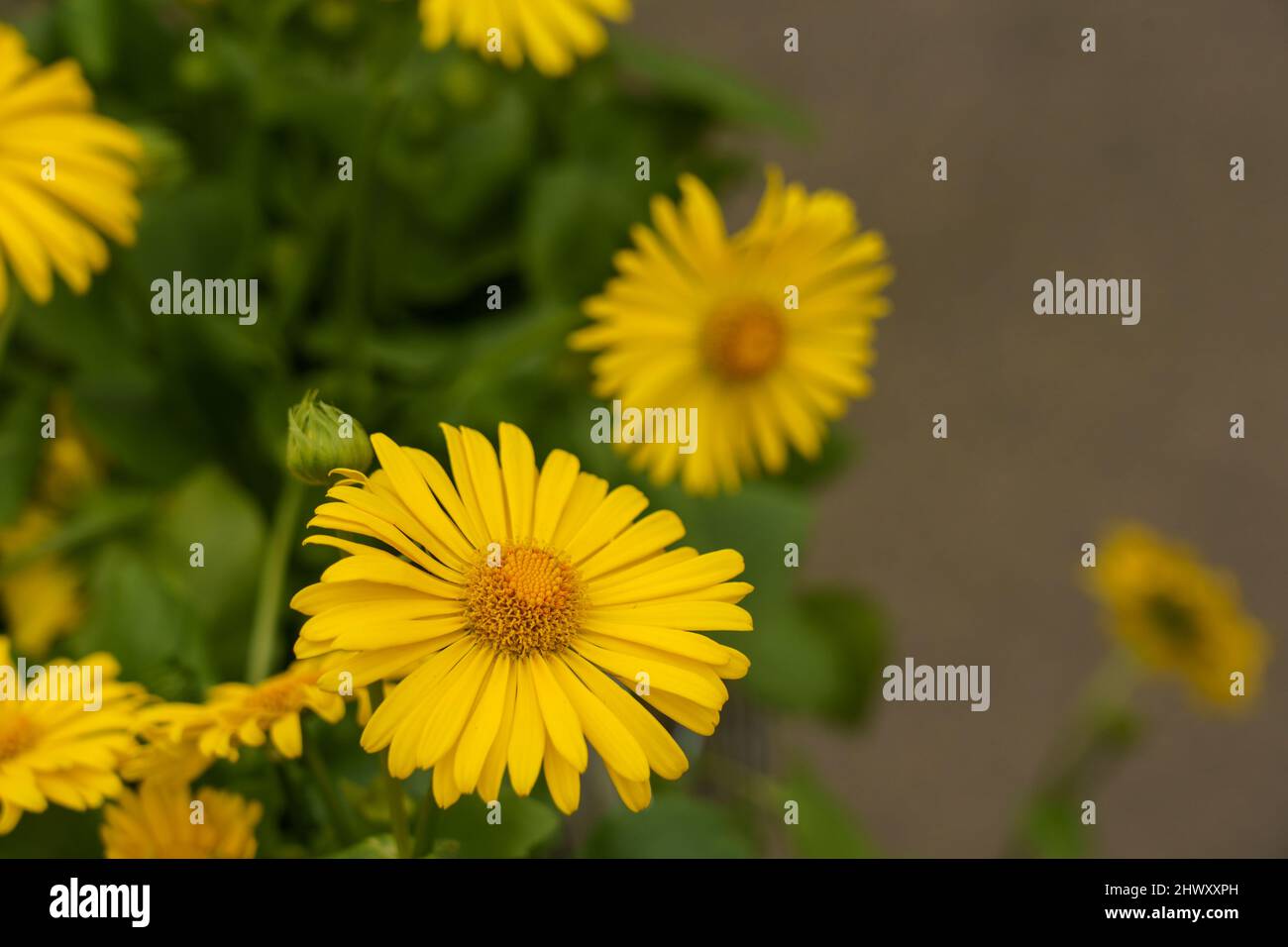 Compact daisy-like bloom that resembles a Doronicum Leonardo and has ...