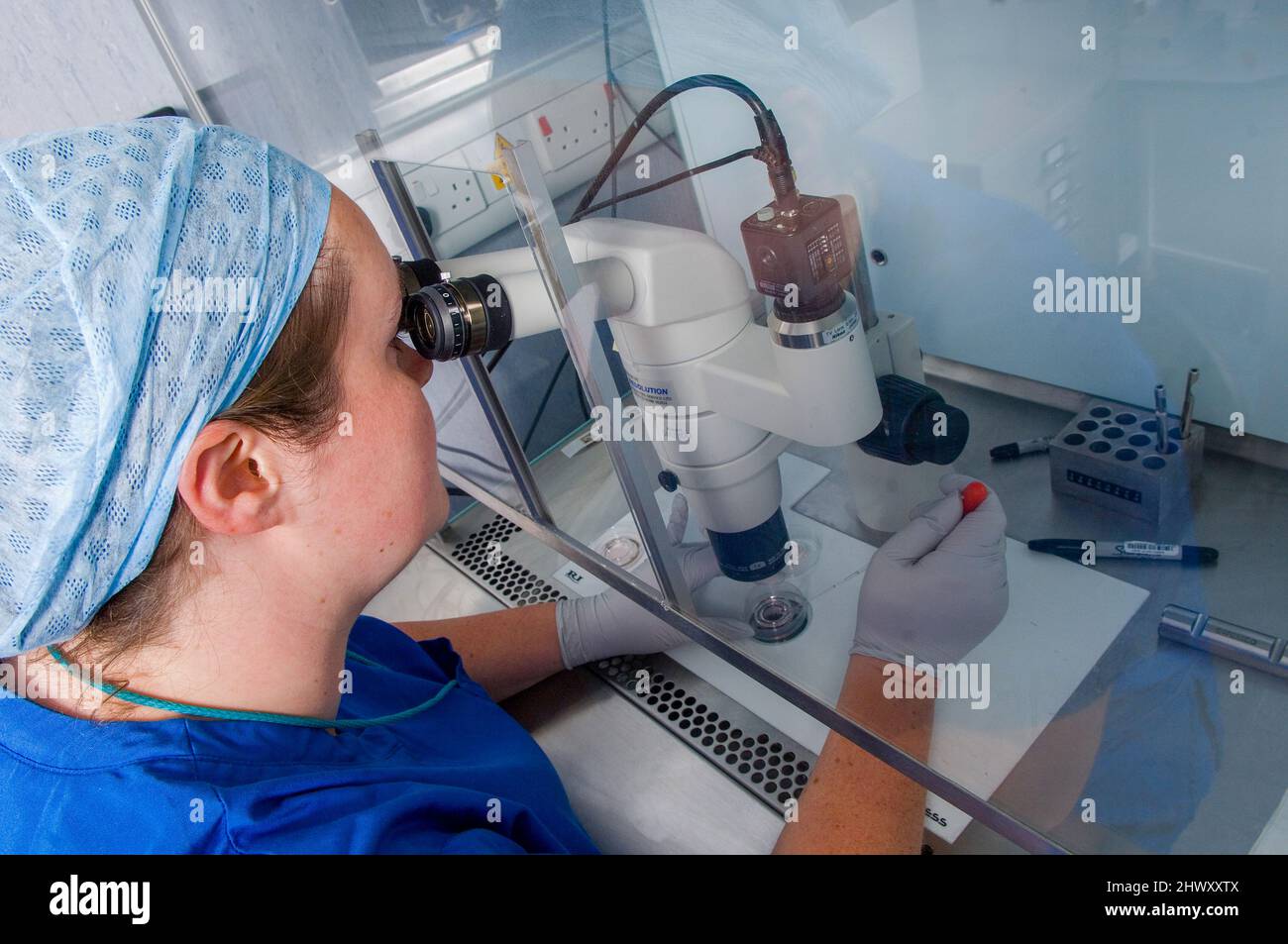 A lab assistant processes eggs after collection during surgery ...